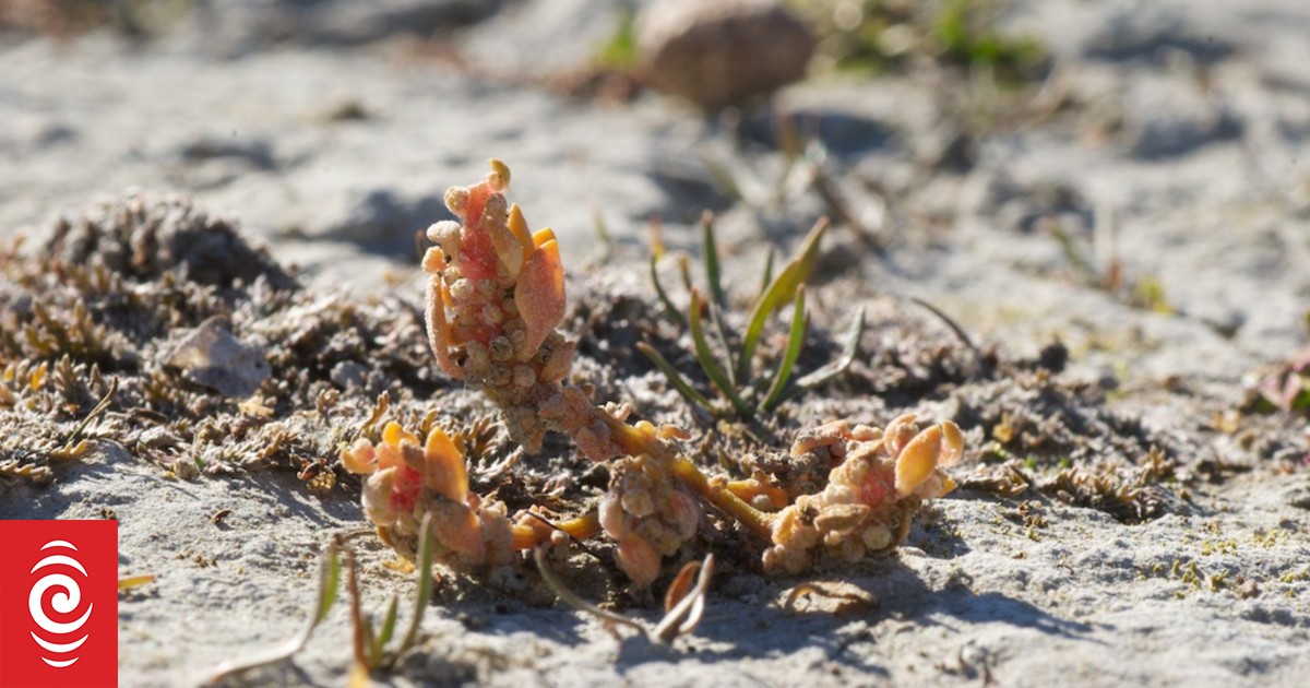 Critter of the Week | RNZ