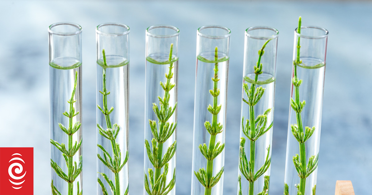 Survey shows NZ'ers wary over gene edited crops | RNZ