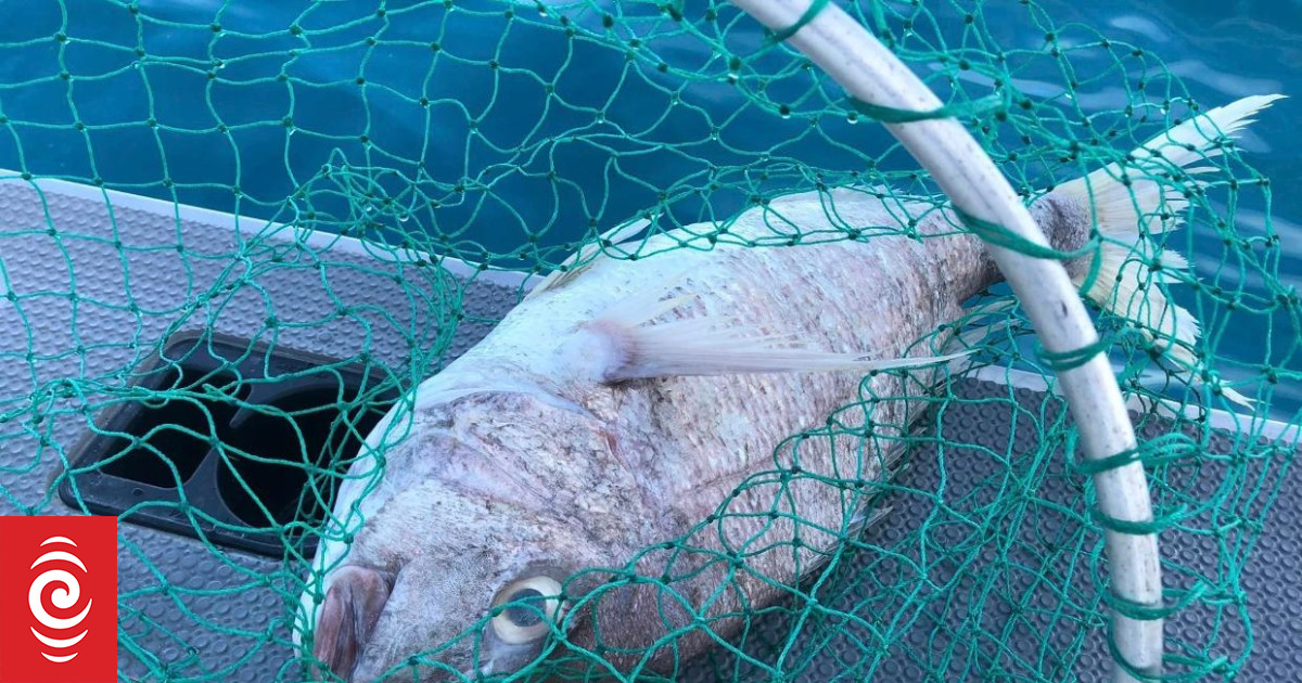 ‘Never seen anything like it’: Hundreds of dead fish wash up on beaches ...