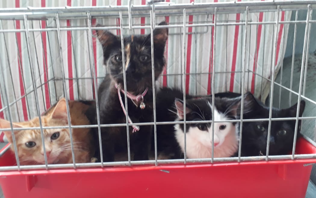 Cat management a growing and intractable problem | RNZ News