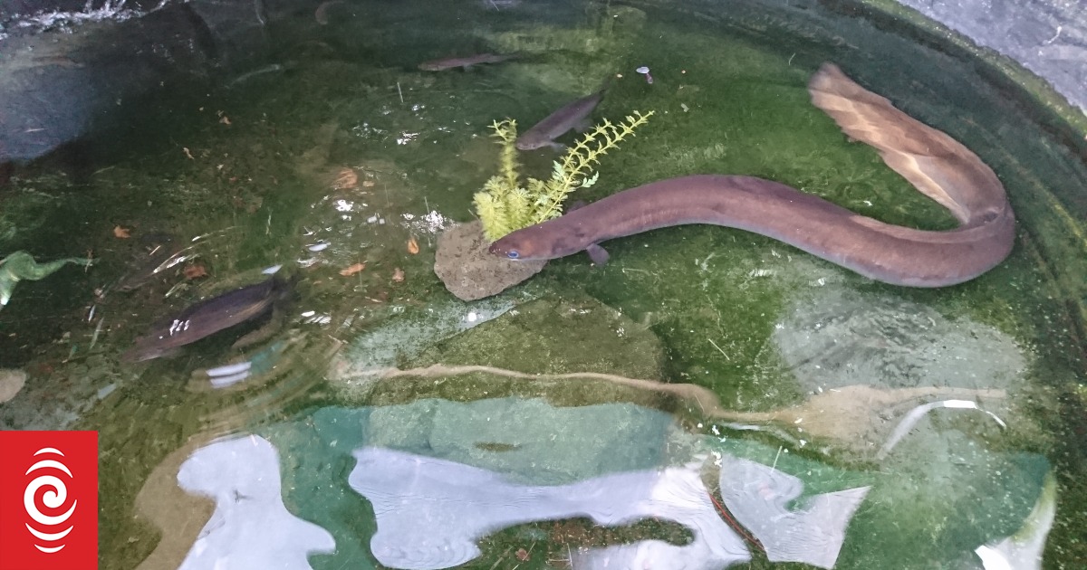 The tail of Eel McPherson | RNZ