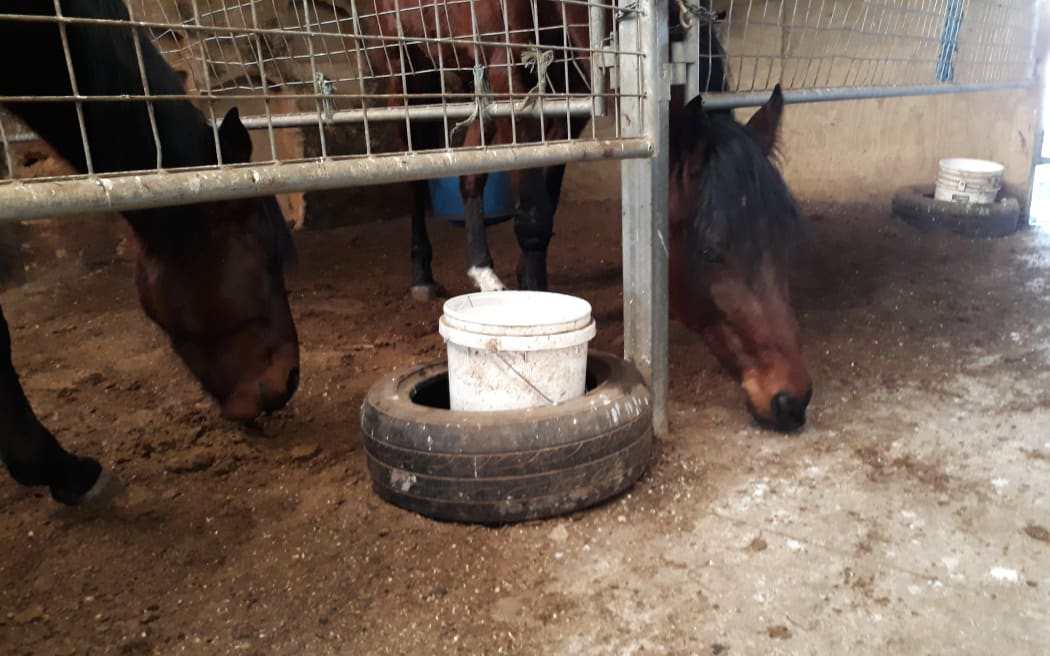 Auckland man sentenced after horses ate own faeces due to starvation ...