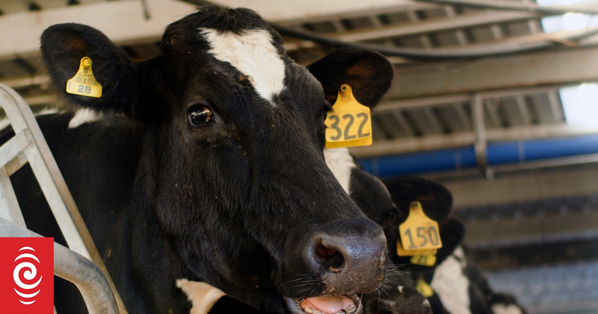 5000 dairy cows China-bound on Saudi businessman's ship | RNZ News