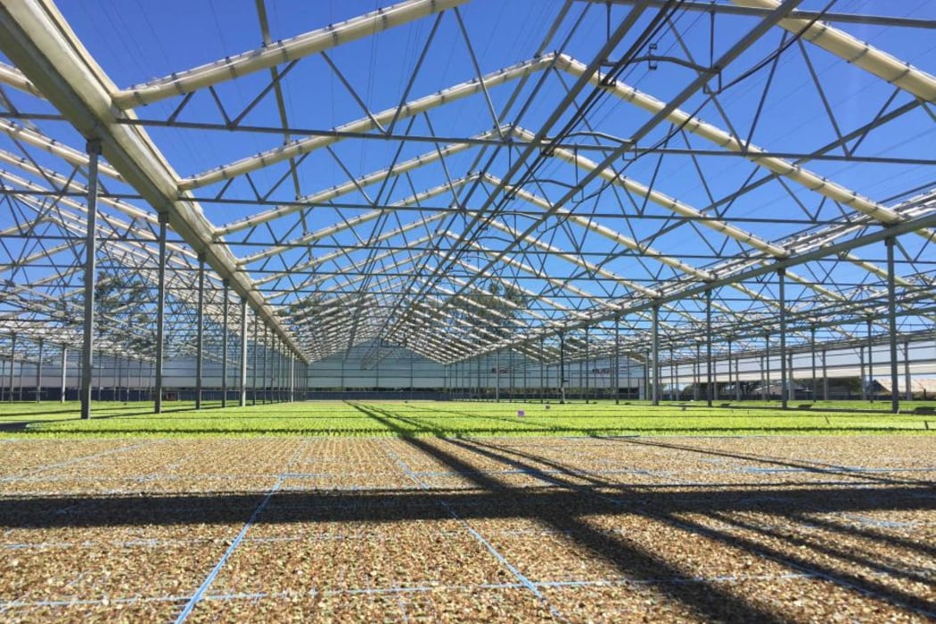 Are Giant Glass Houses the future of agriculture? | RNZ