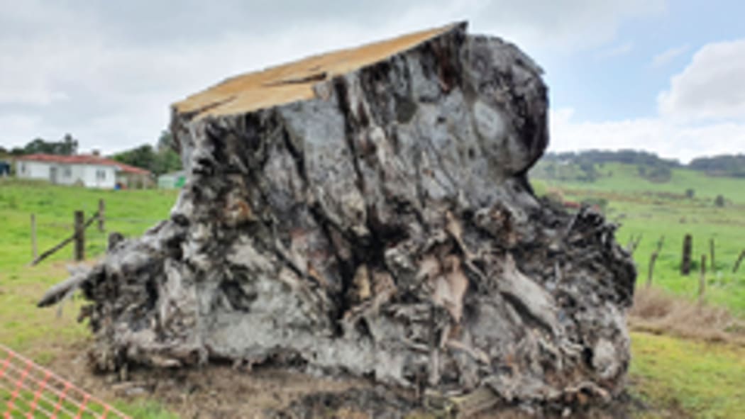 Ancient swamp kauri give clues on atmospheric changes to Earth from ...