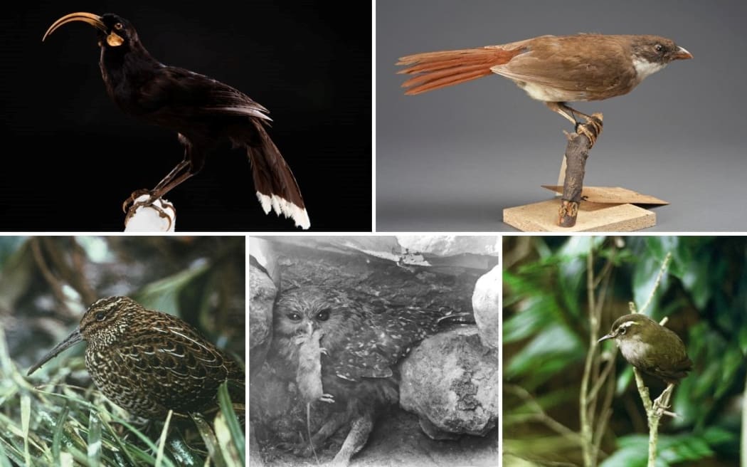 Bird of the Year becomes Bird of the Century to celebrate 100 years of ...