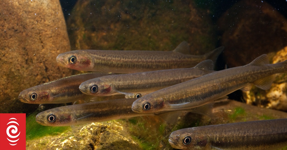 Ramping up: $1m boost for land-based whitebait farm in Southland | RNZ News
