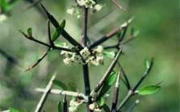 Farmer pays $10,000 after natives felled | RNZ News