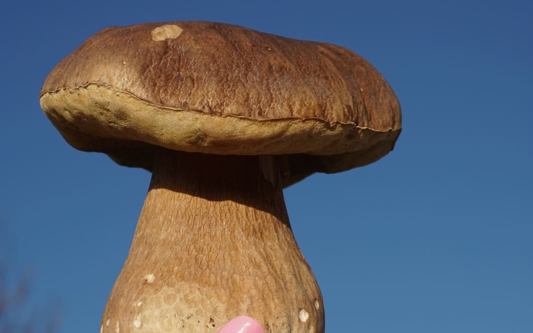 Liv Sisson: Aotearoa’s fascinating and freaky fungi | RNZ
