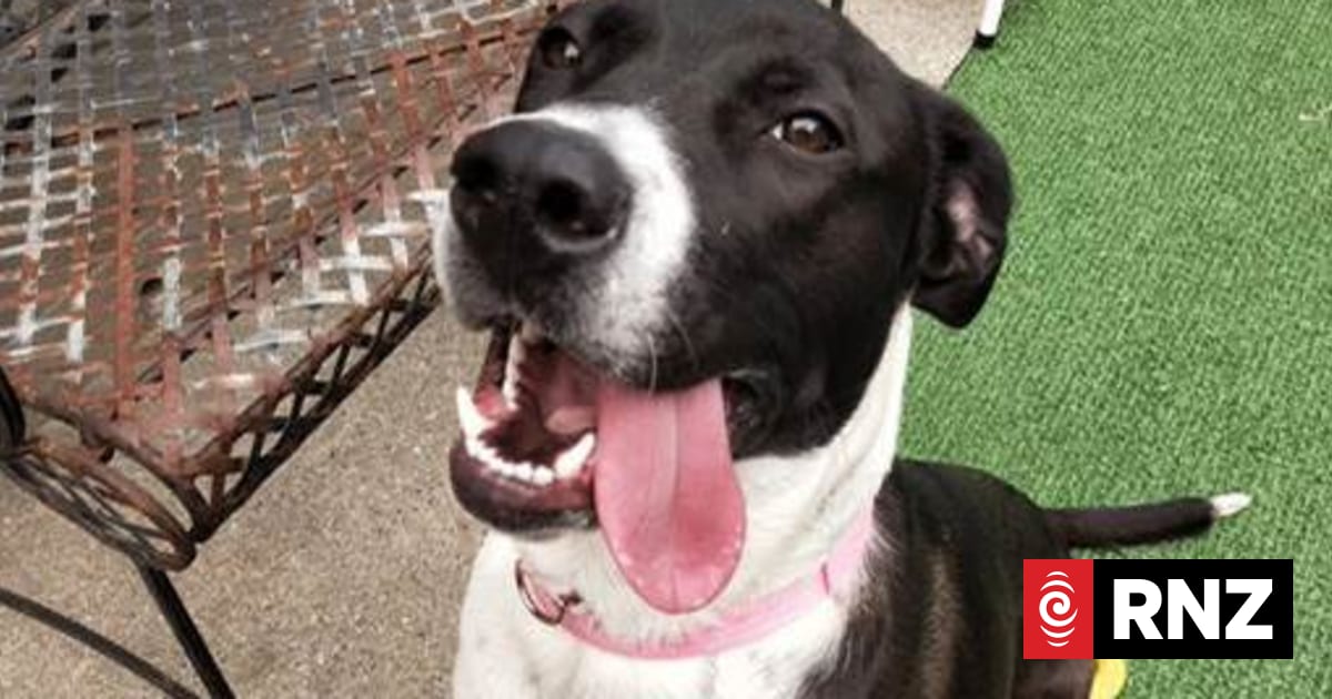 SPCA publishes list of long-stay animals ready for homes | RNZ