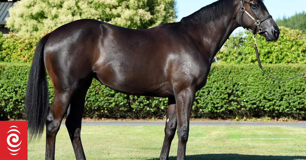 Ashburton-raised thoroughbred horse breaks record with $2.4m sale | RNZ ...