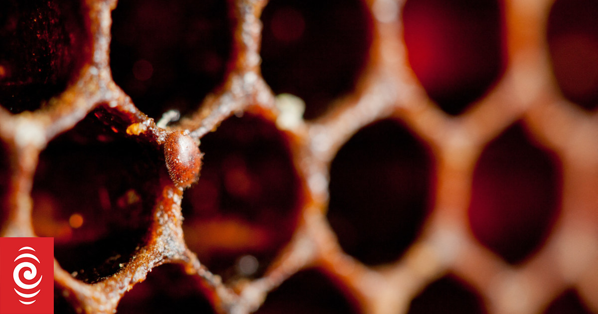 New Zealand scientists advise Australians on varroa mite feeding off ...