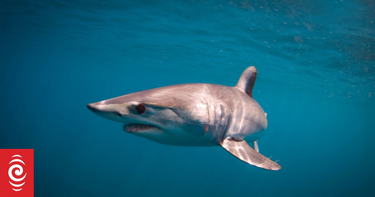 Shark activity explained with Dr Riley Elliott | RNZ