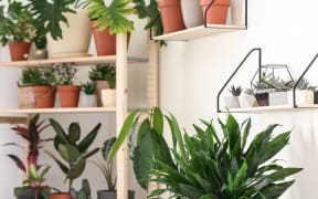 The Panel for Tuesday 11 October 2022 The Panel | RNZ