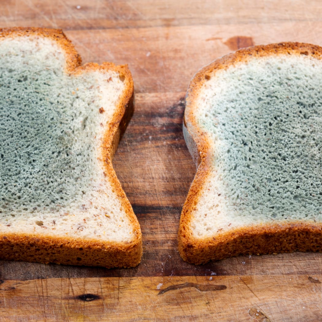 mould on bread slice