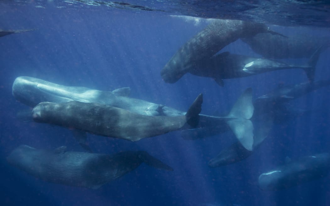 Communication of sperm whales closely parallels human language, study ...