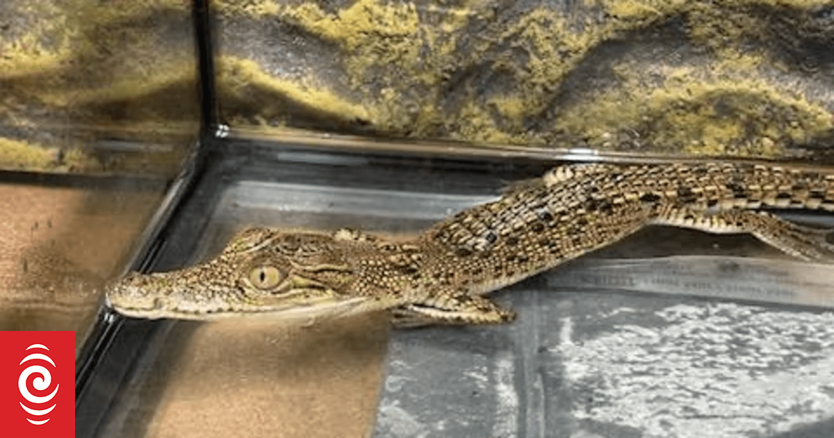 Baby crocodile seized from fish tank after alleged poaching from wild ...