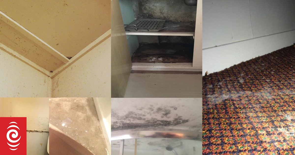 Students paying big money for mouldy flats | RNZ