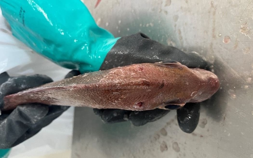 Warmer ocean, lack of food could be behind 'milky fish' | RNZ News