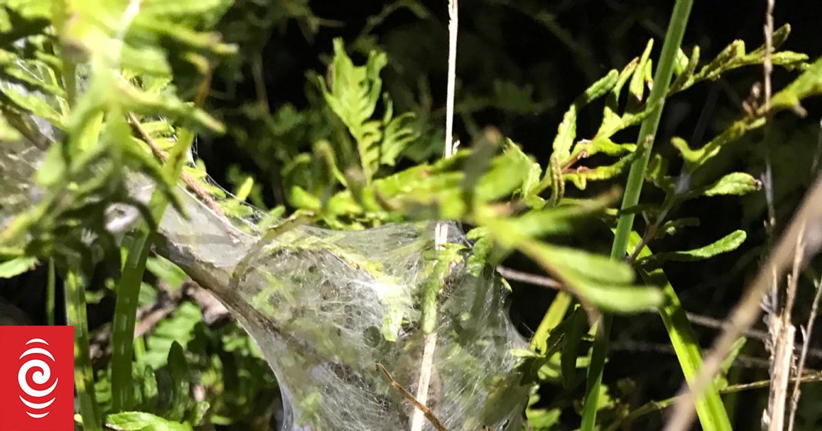 The sex life of spiders | RNZ