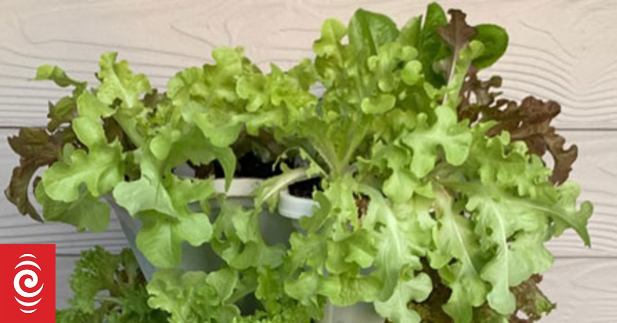 NZ Made: GroTowers | RNZ