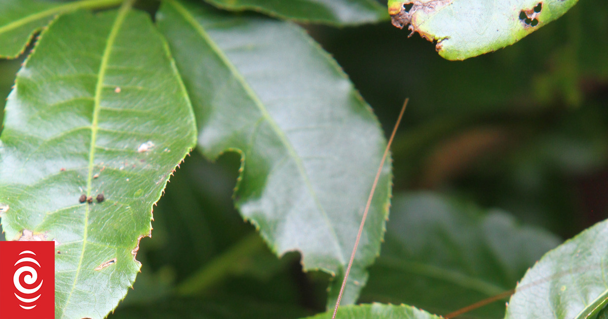Friend or foe? How gorse is saving Giant Mahoenui wētā | RNZ