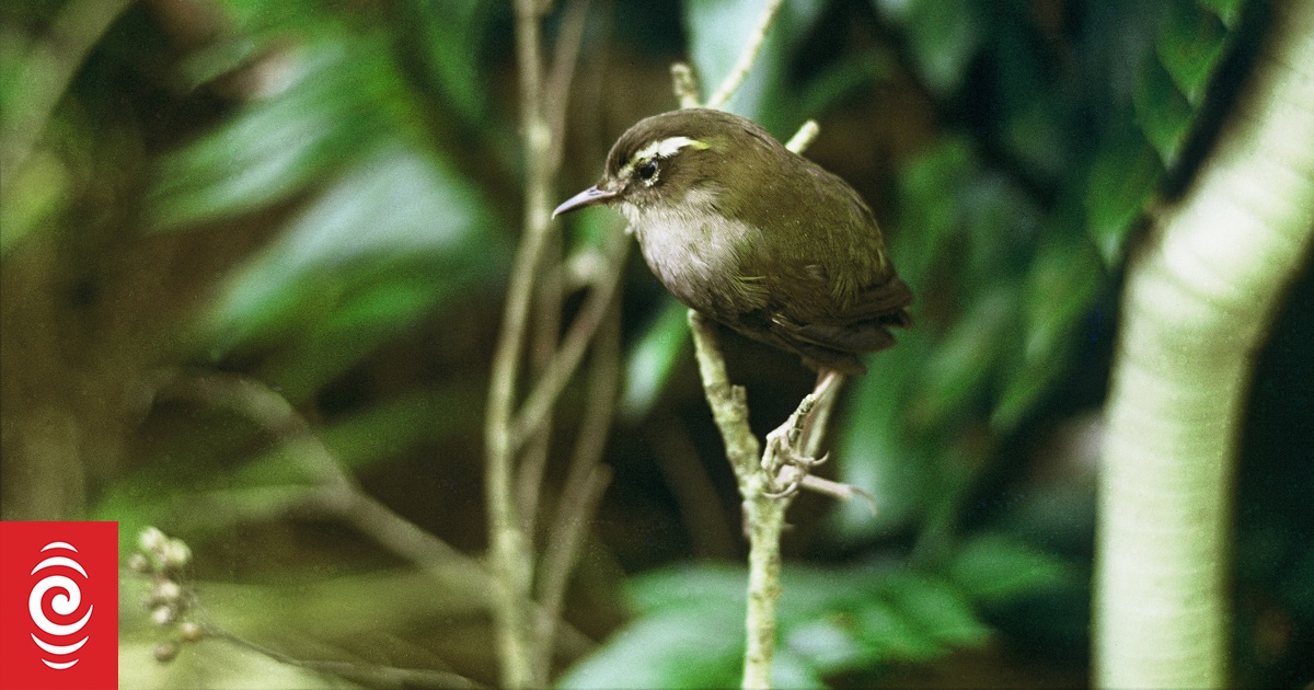 Bird of the century | RNZ