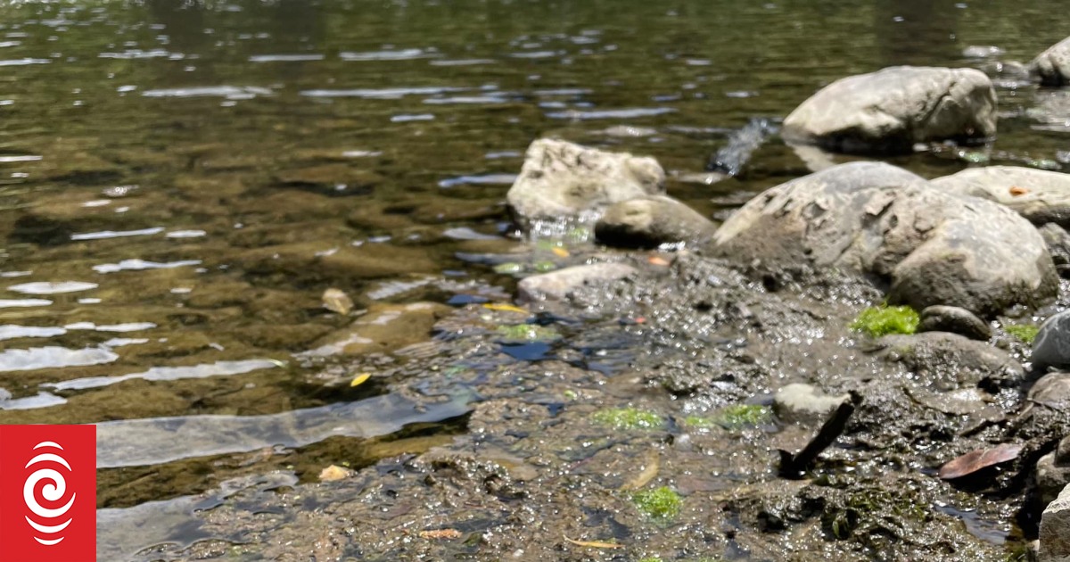Red alert warnings over toxic algae blooms at Wellington rivers | RNZ News