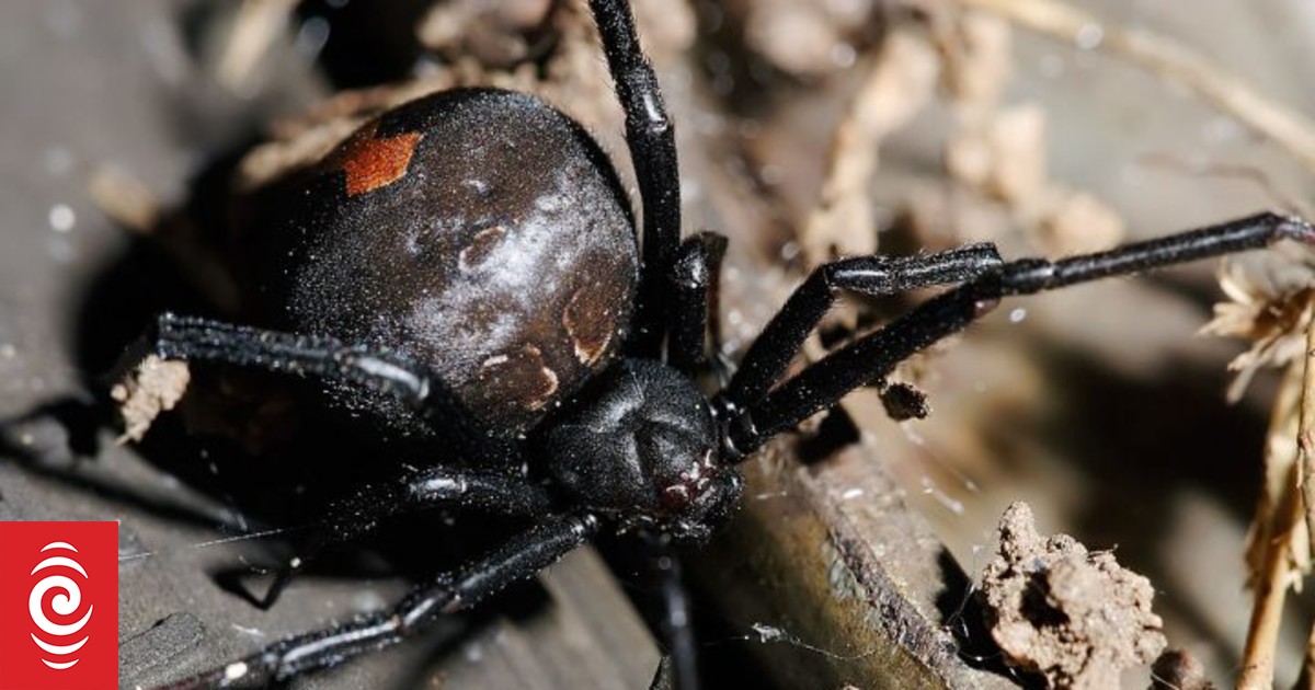 Spider venom & disease | RNZ
