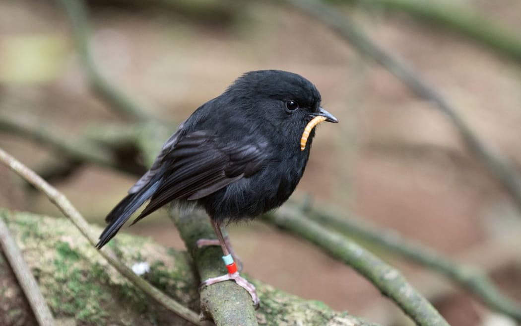 Translocated Chatham Island Black Robins thriving | RNZ