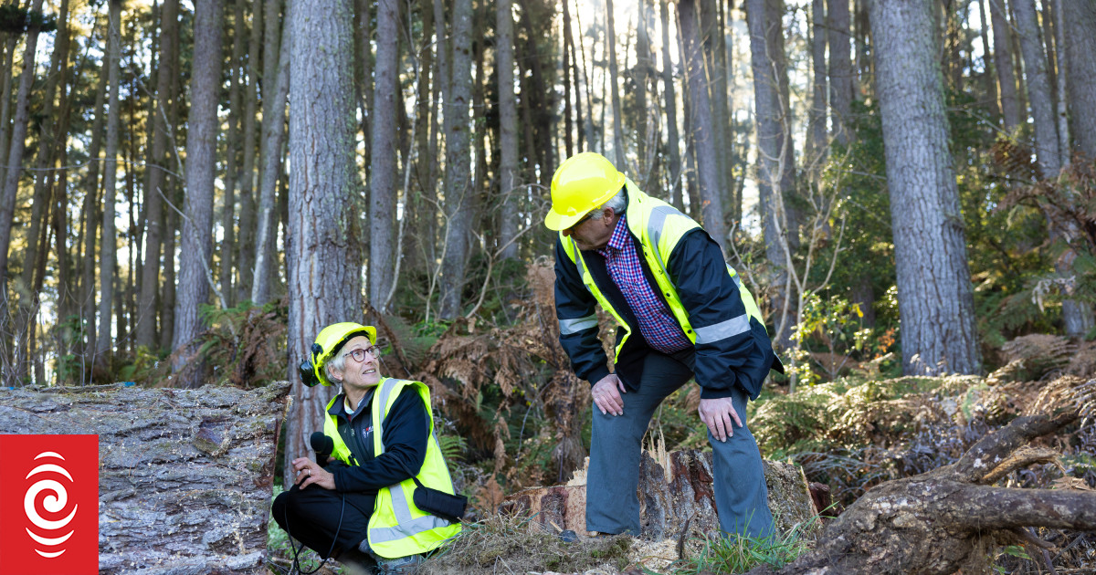 Forestry body on slash from Cyclone Hale | RNZ