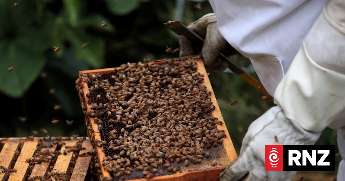 New claims of false honey labelling | RNZ