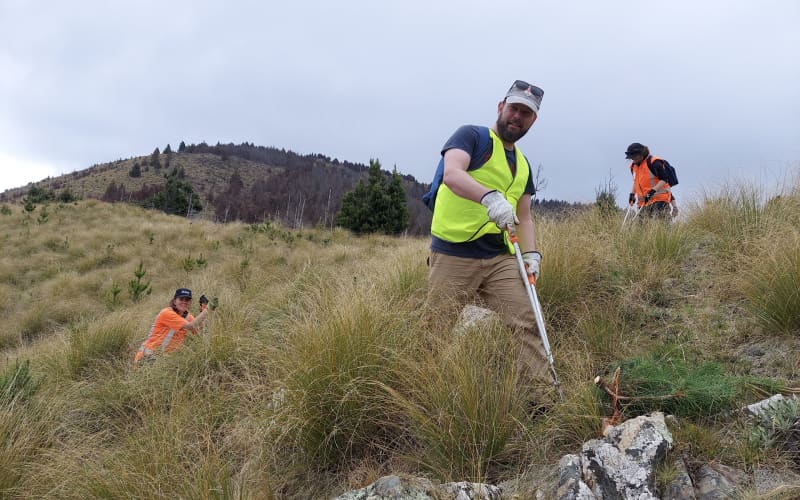 Wilding pine work 'at risk' as funds dwindle | RNZ