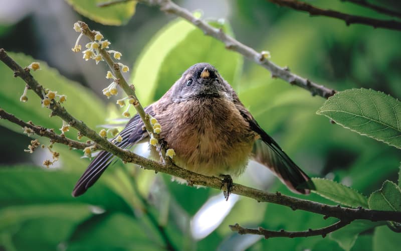 Native bird numbers double in Miramar Peninsula | RNZ