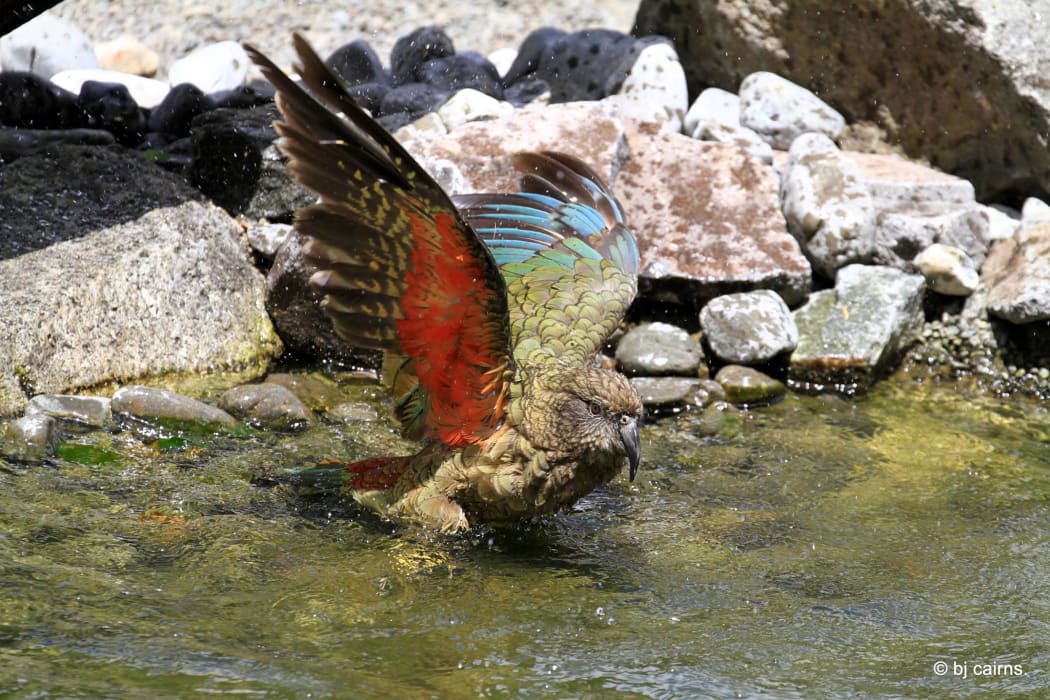 Kea could learn to detect 1080 poison to keep them safe | RNZ News