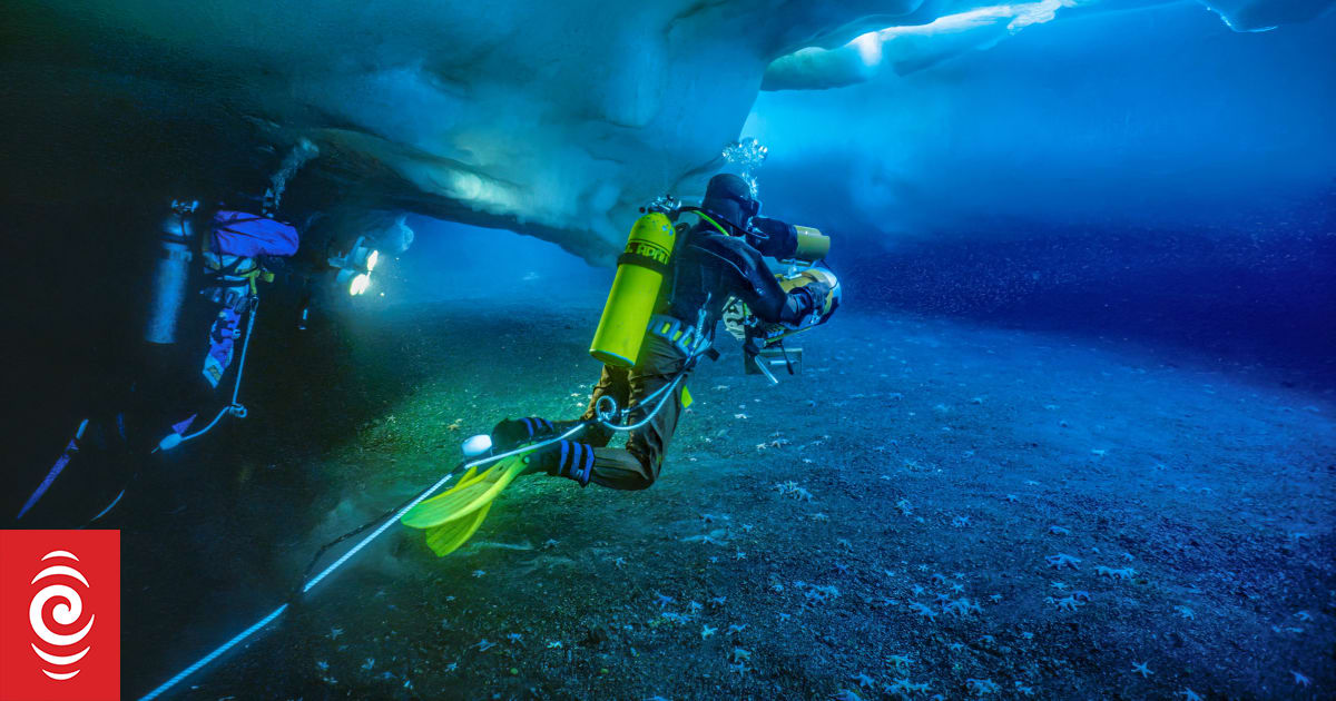 Cameraman covered in whale excrement while filming in Tonga | News ...