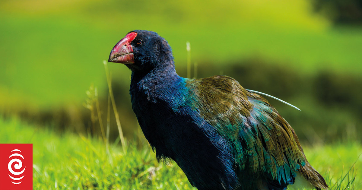 Alison Ballance: the rediscovery and recovery of the takahe | RNZ