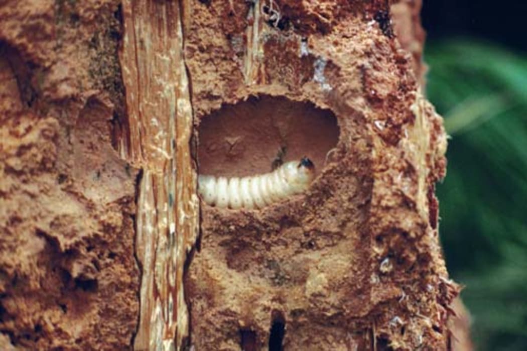 Study finds huhu grubs are high in protein, essential minerals | RNZ News