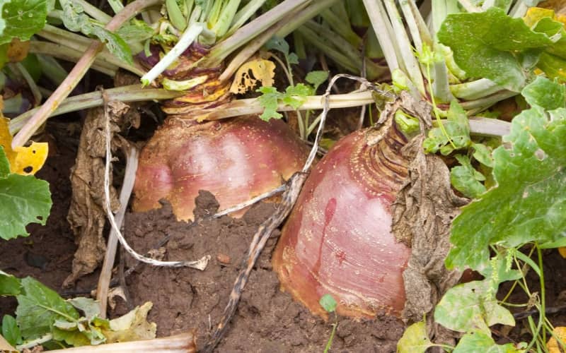 Toxic swede test results not definitive - MPI | RNZ