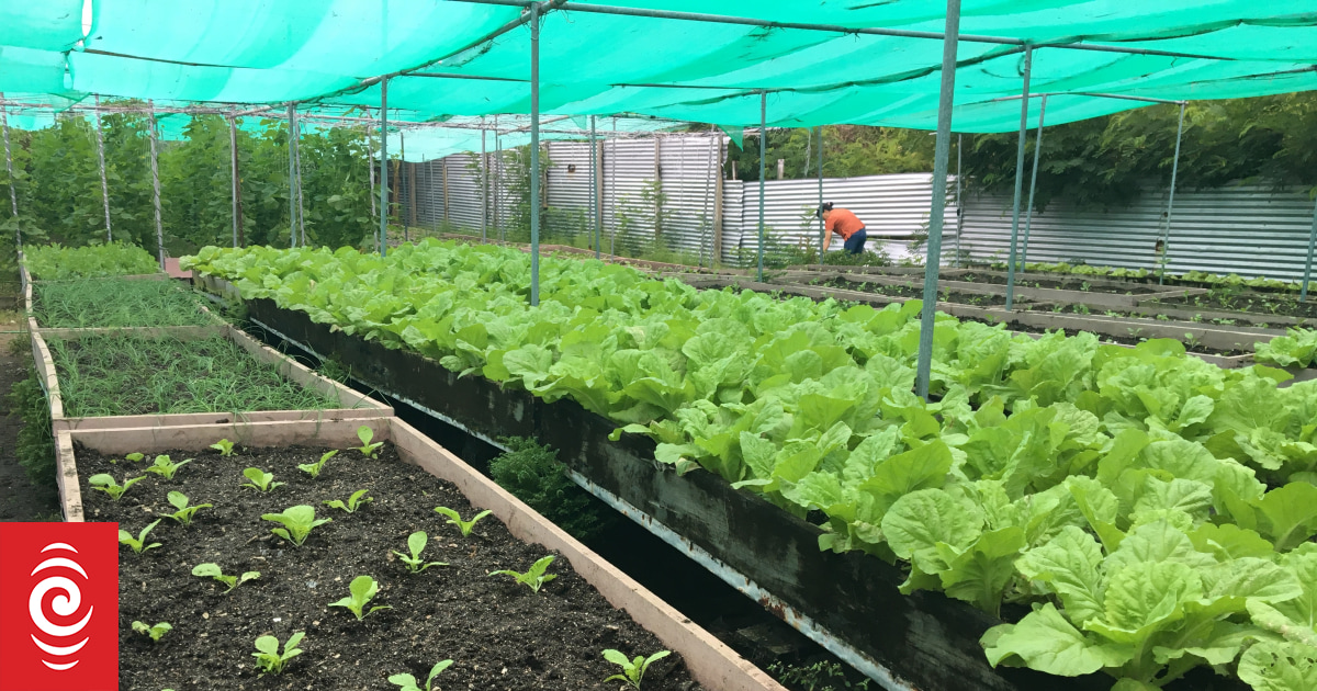 Niue Fresh loses six weeks of production due to cyclone | RNZ