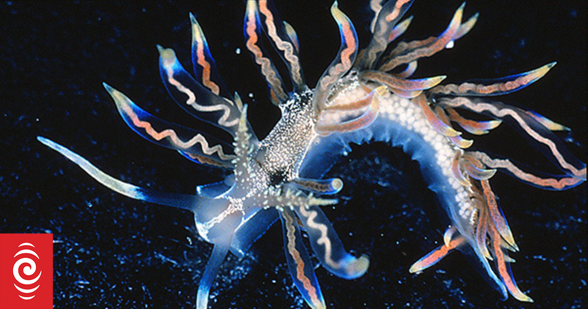 Meet the world's top 10 new species | RNZ News