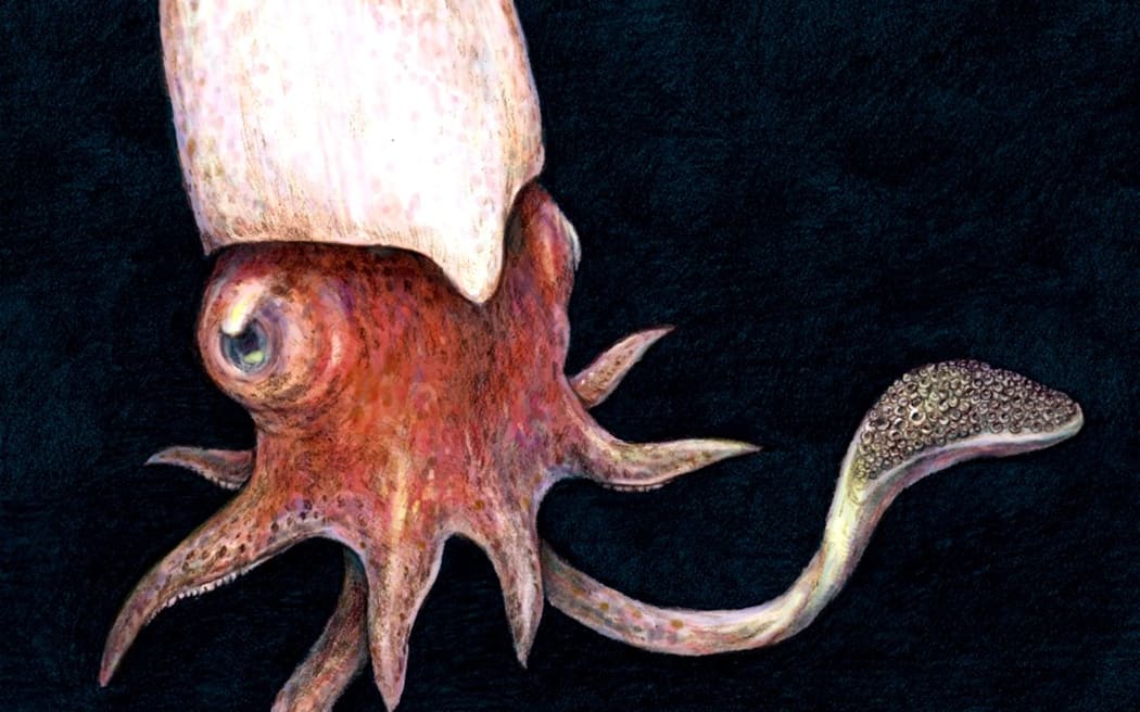 Critter of the Week: Ram's Horn Squid | RNZ