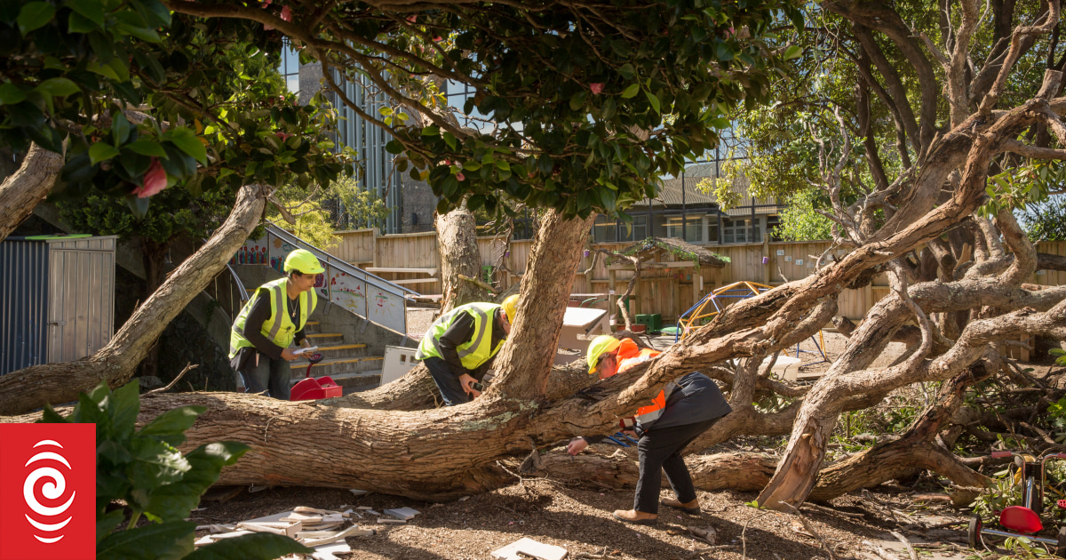 Children injured by fallen tree at Auckland daycare | RNZ News