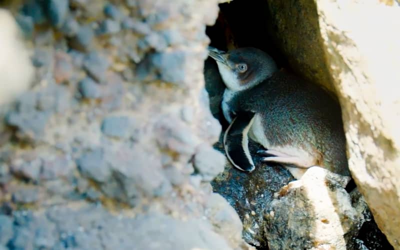 Wellington cycleway developers warned after deaths of little blue ...