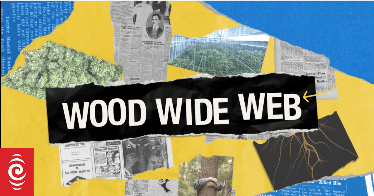 Wood wide web | RNZ