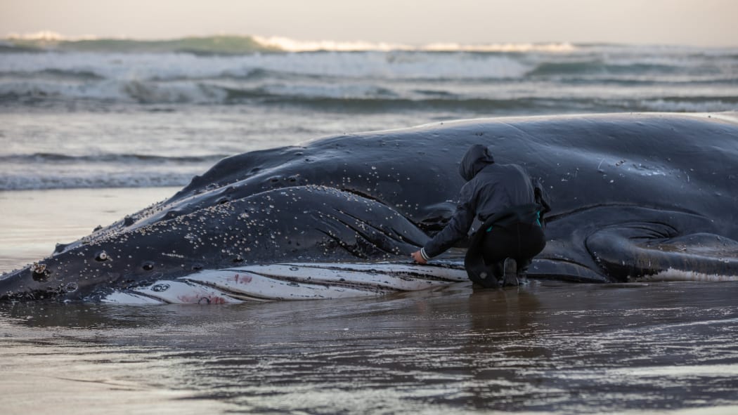 Te Roroa iwi protect whale carcass at Ripiro Beach | RNZ News