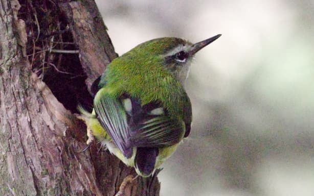 Rifleman, NZ's smallest bird, may be 'missing link' in birdsong ...