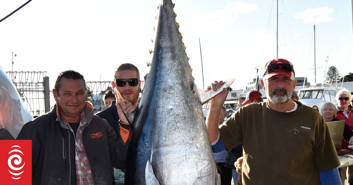 The bluefin tuna that could break a world record | RNZ News