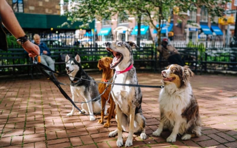 Christchurch council to review dog walking bylaws | RNZ