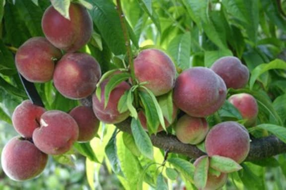 Sowing seeds of hope: Kay Baxter, Koanga Institute | RNZ